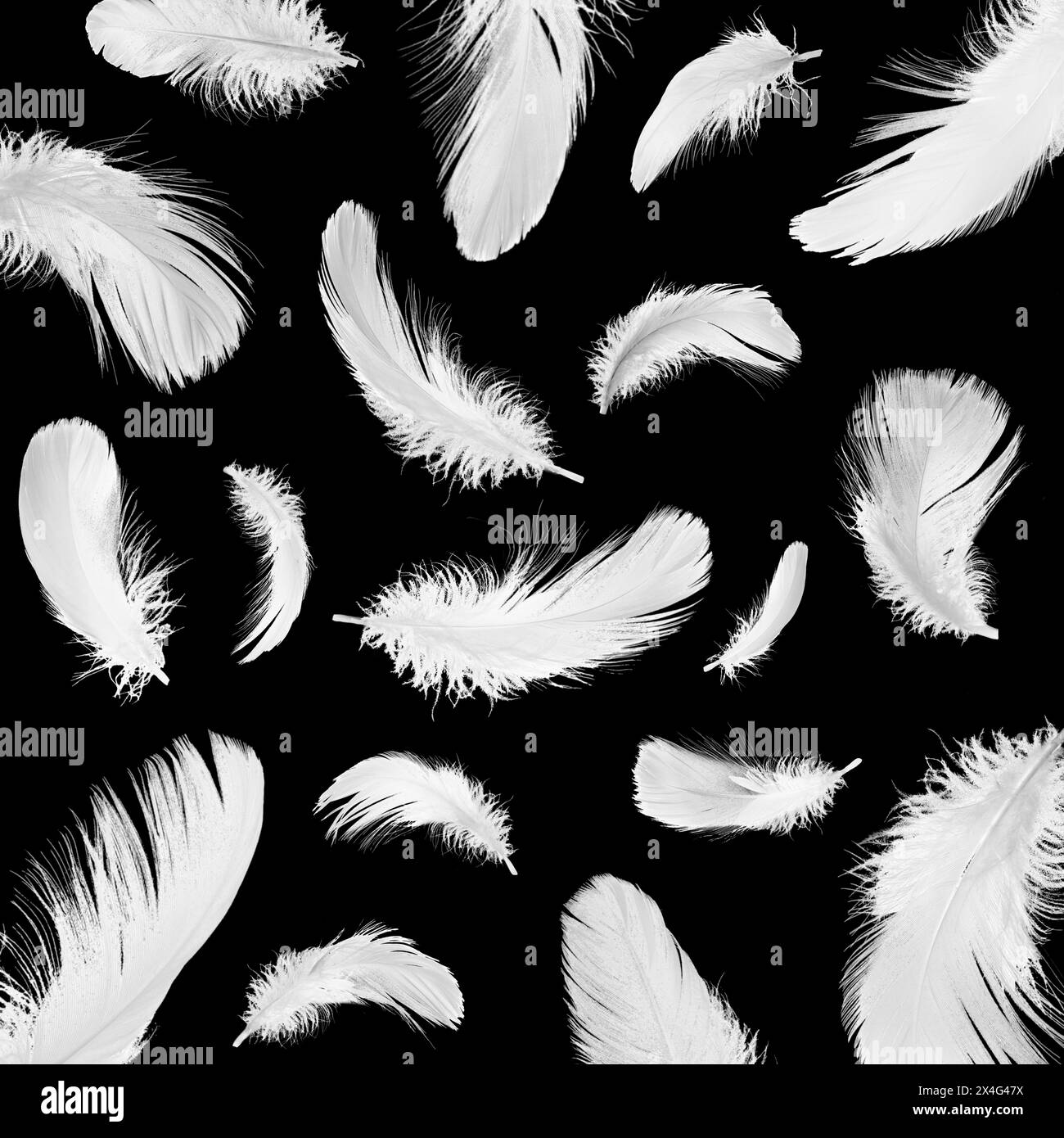 Fluffy bird feathers falling on black background Stock Photo - Alamy