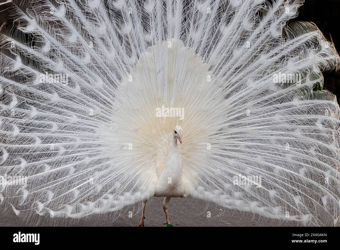 A white peacock in full bloom BLACKPOOL ZOO, ENGLAND STRIKING IMAGES of ...