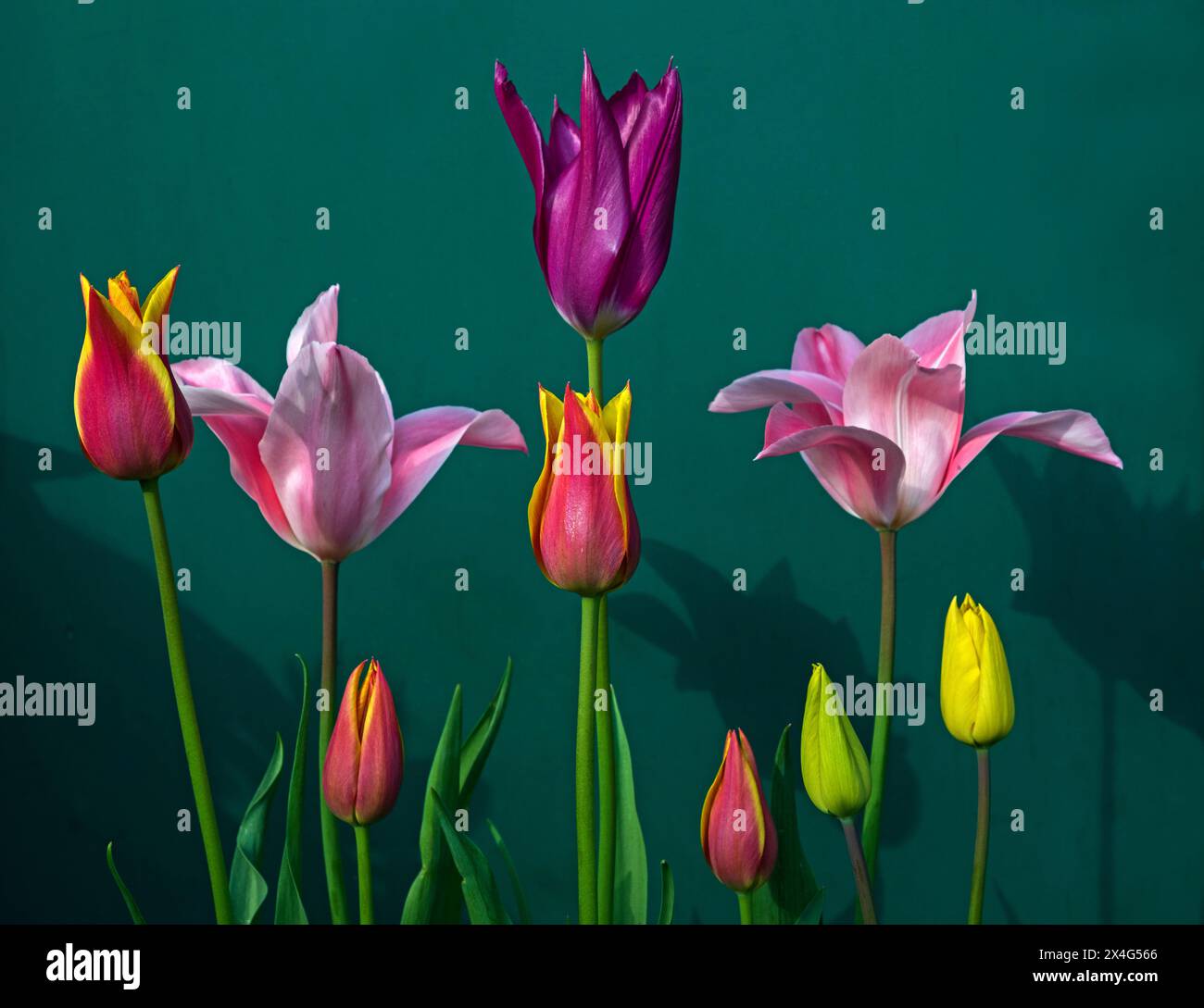 Flowering stages hi-res stock photography and images - Alamy