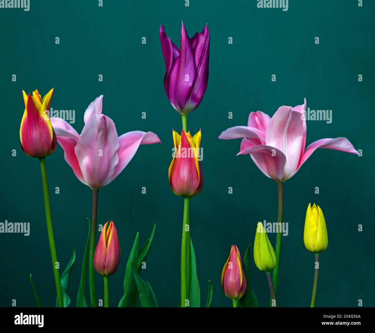 Flowering stages hi-res stock photography and images - Alamy
