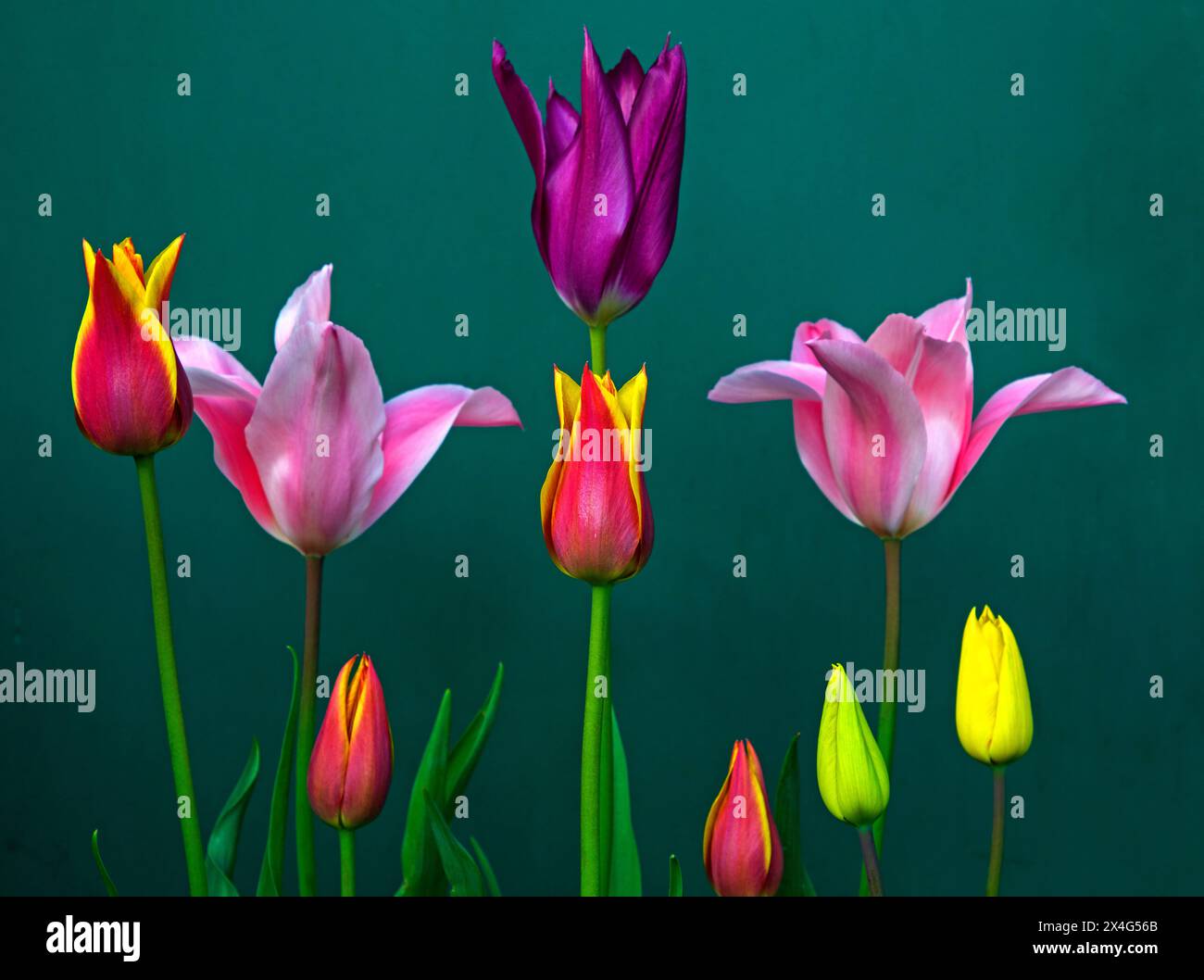 Edinburgh, Scotland, UK. 3rd May 2024. Lily-flowering tulip bulbs bloom ...