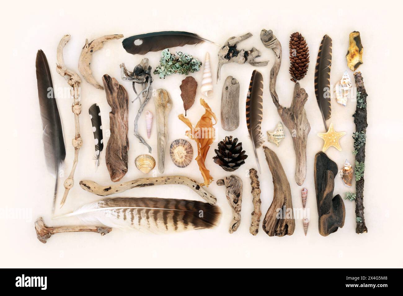 Natural collection of nature objects with feathers, driftwood ...