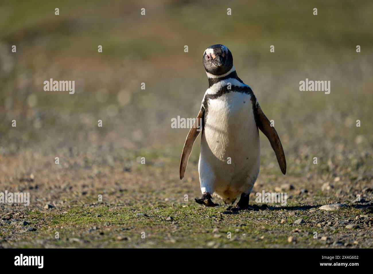 Magellanic penguin crosses flat ground lifting foot Stock Photo - Alamy