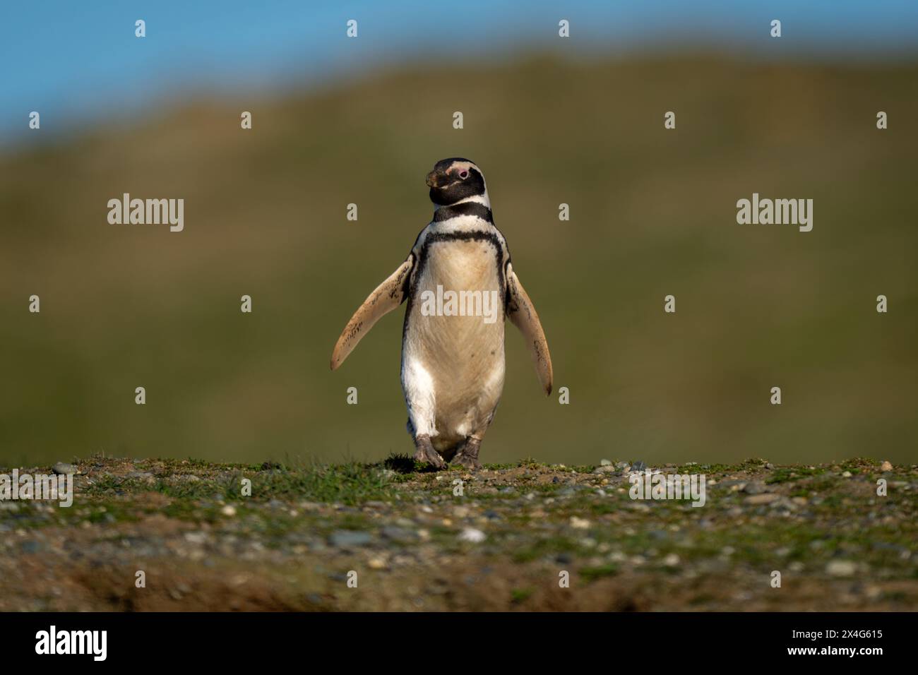 Magellanic penguin descends grassy slope towards camera Stock Photo - Alamy