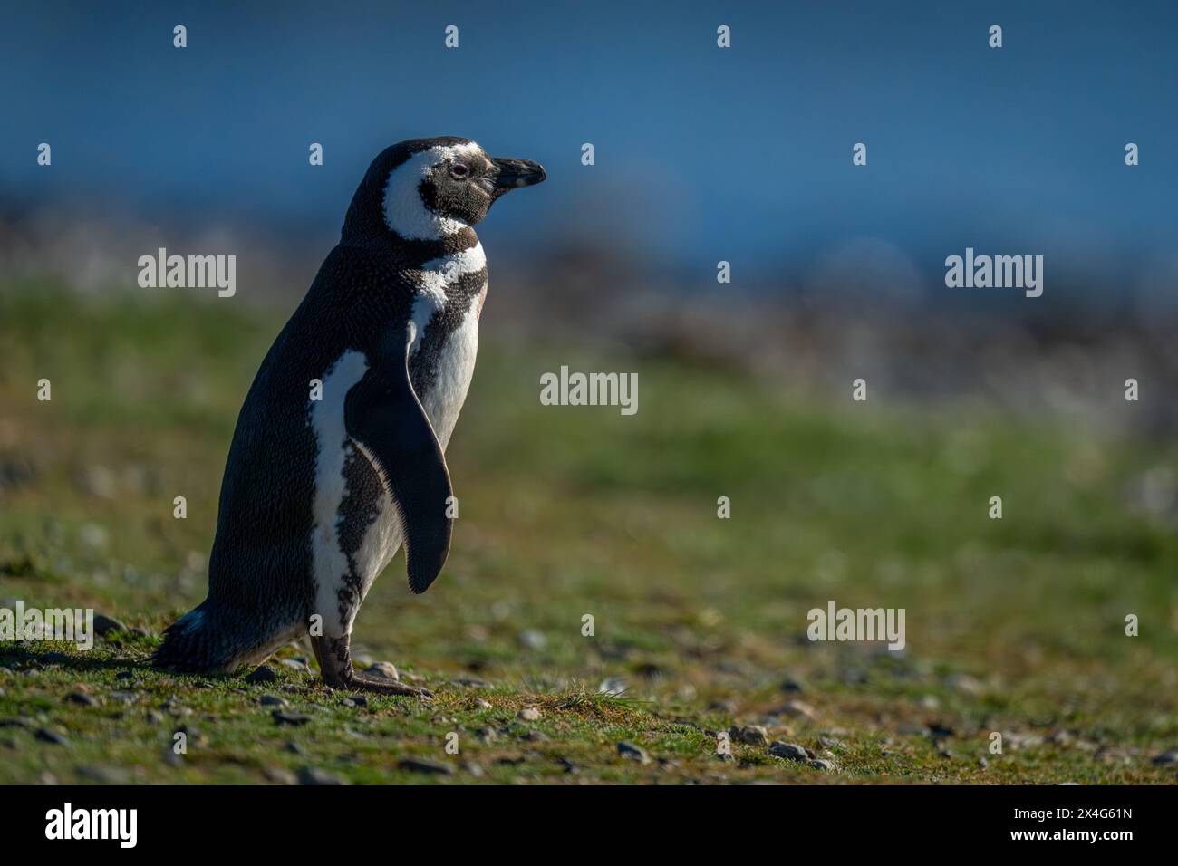 Magellanic penguin in profile on grassy slope Stock Photo - Alamy