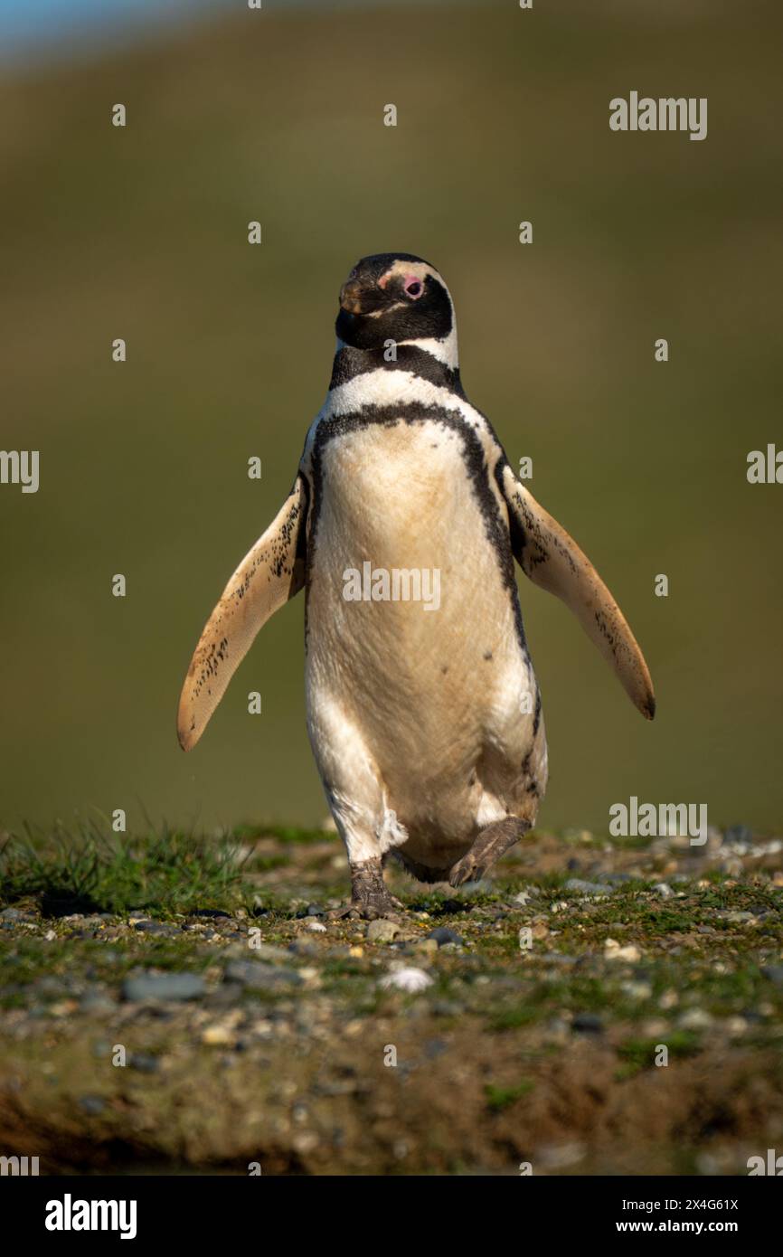 Magellanic penguin descends grassy slope toward camera Stock Photo - Alamy