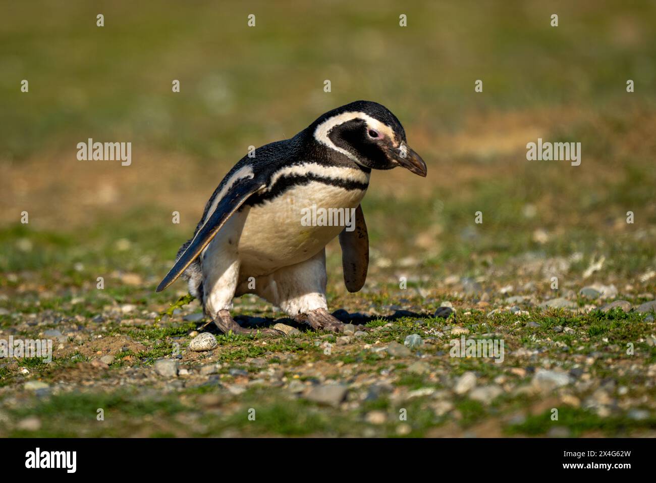 Magellanic penguin leans over on grassy slope Stock Photo - Alamy