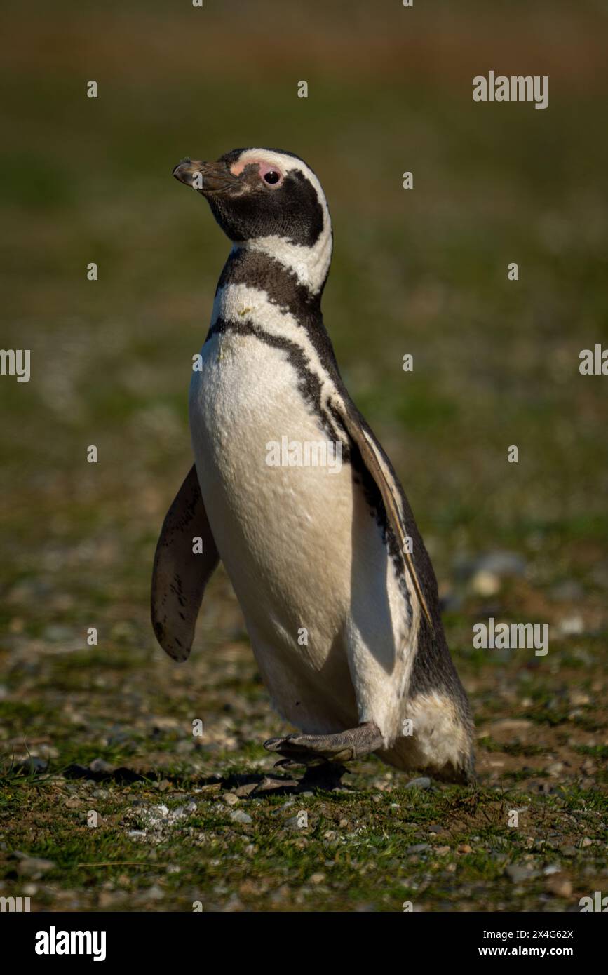 Vertical shot penguin walking hi-res stock photography and images - Alamy