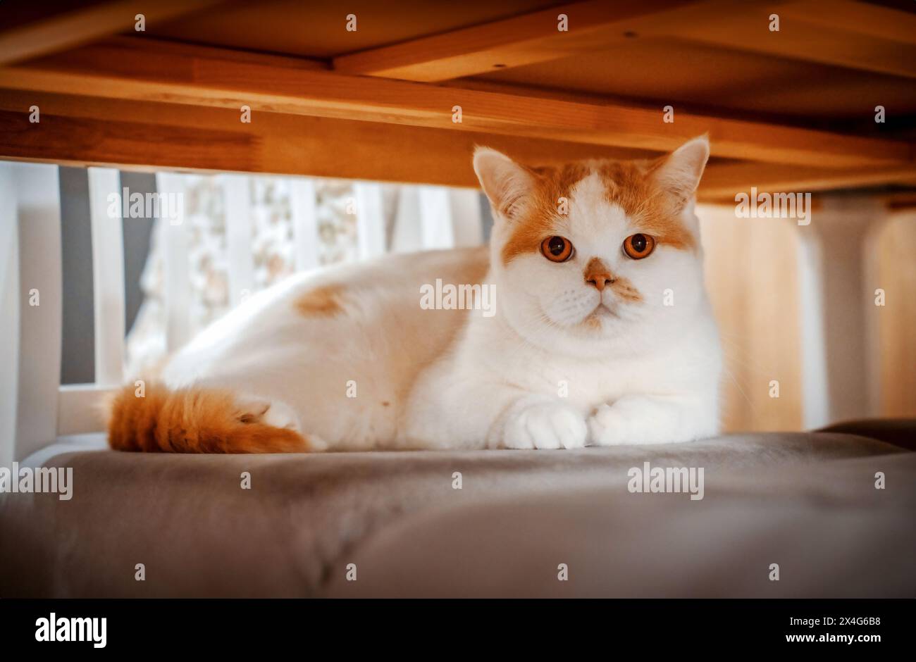 Kitten under table hi-res stock photography and images - Alamy