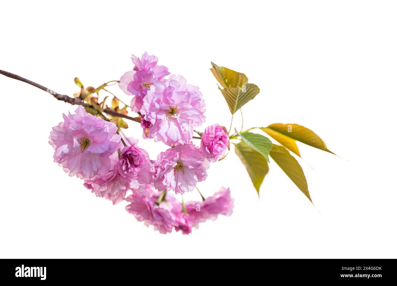 Sakura park Cut Out Stock Images & Pictures - Alamy