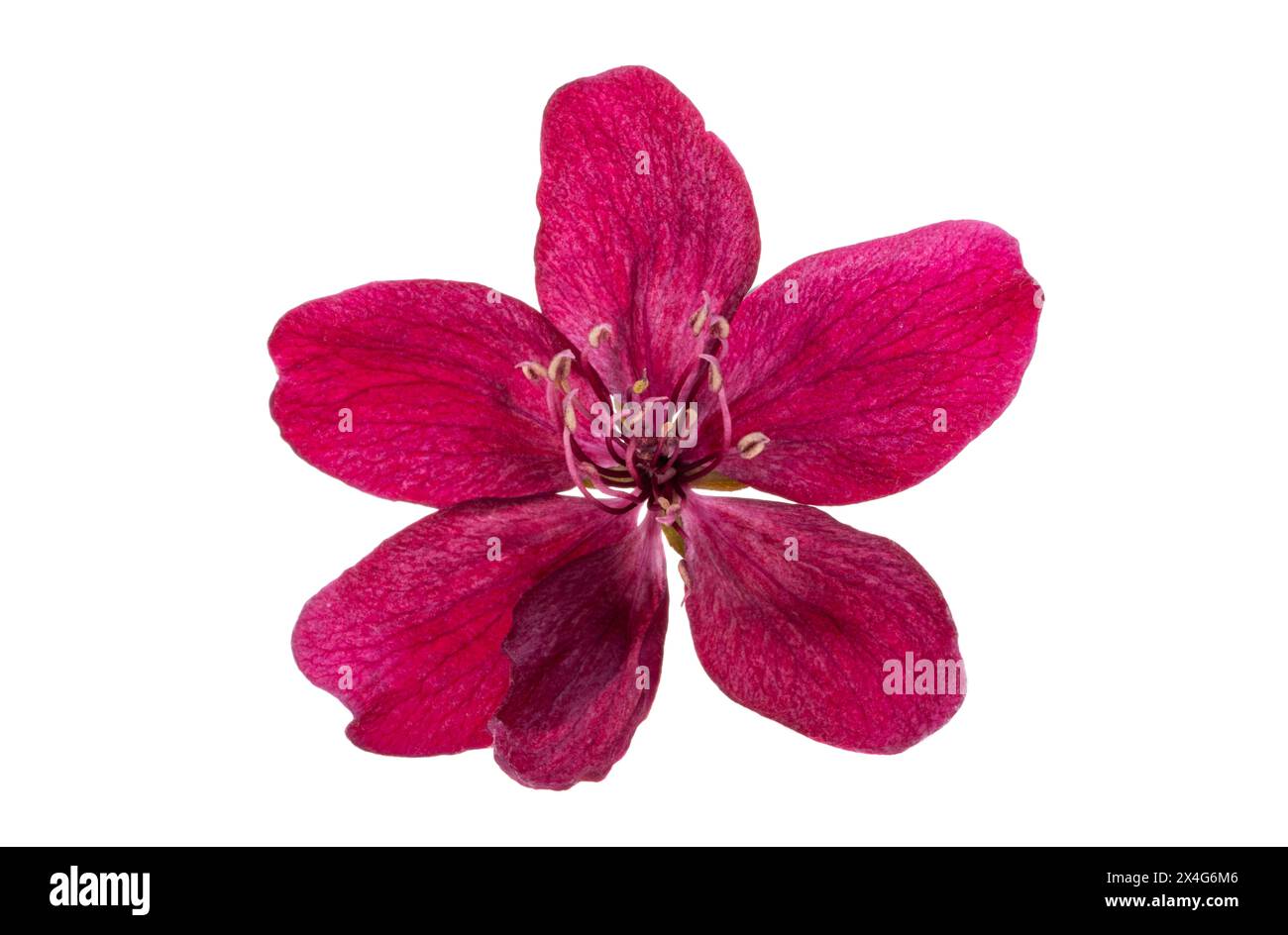 Wild apple tree red Cut Out Stock Images & Pictures - Alamy