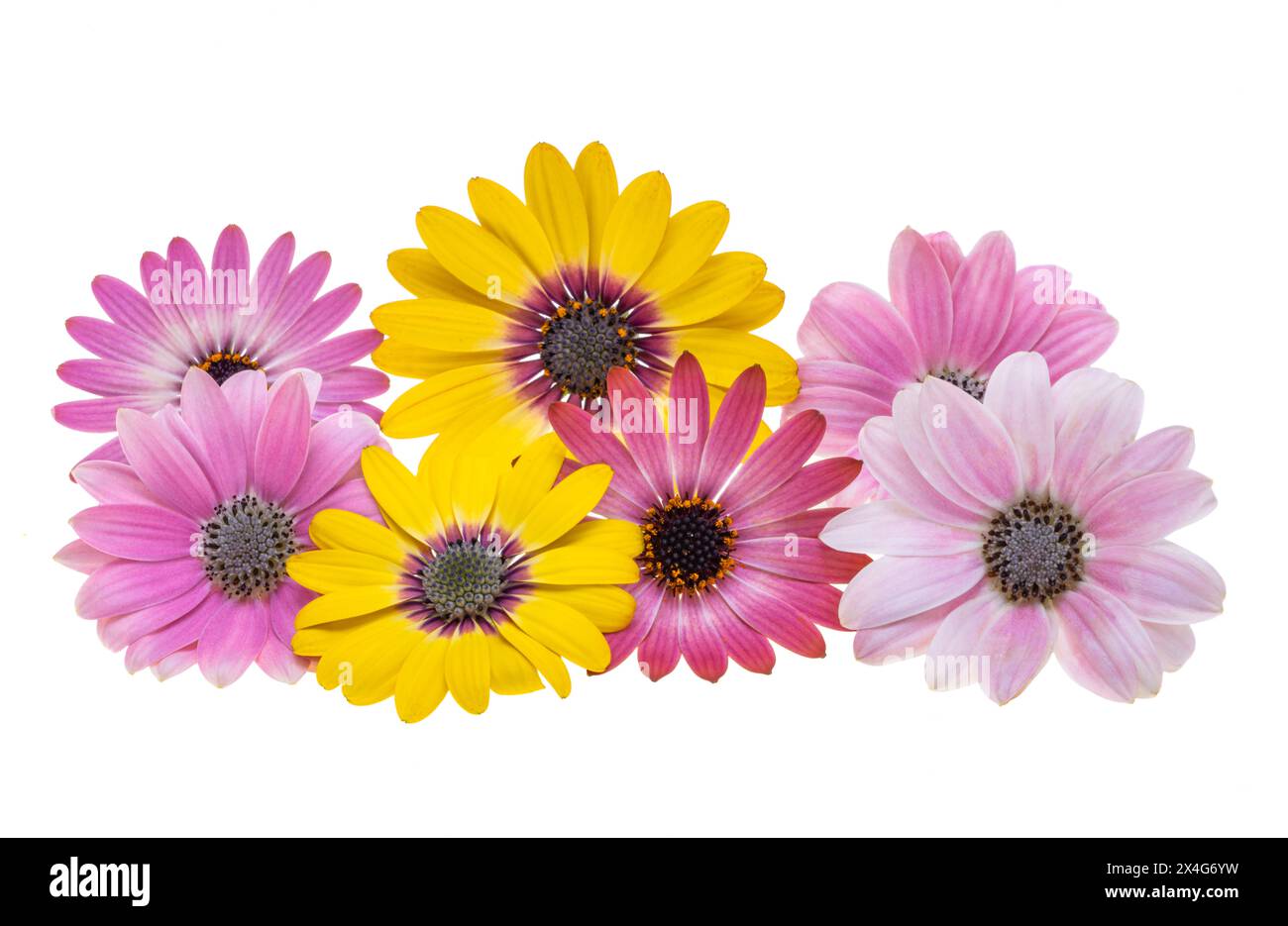 beautiful Osteospermum flower isolated on white background Stock Photo ...