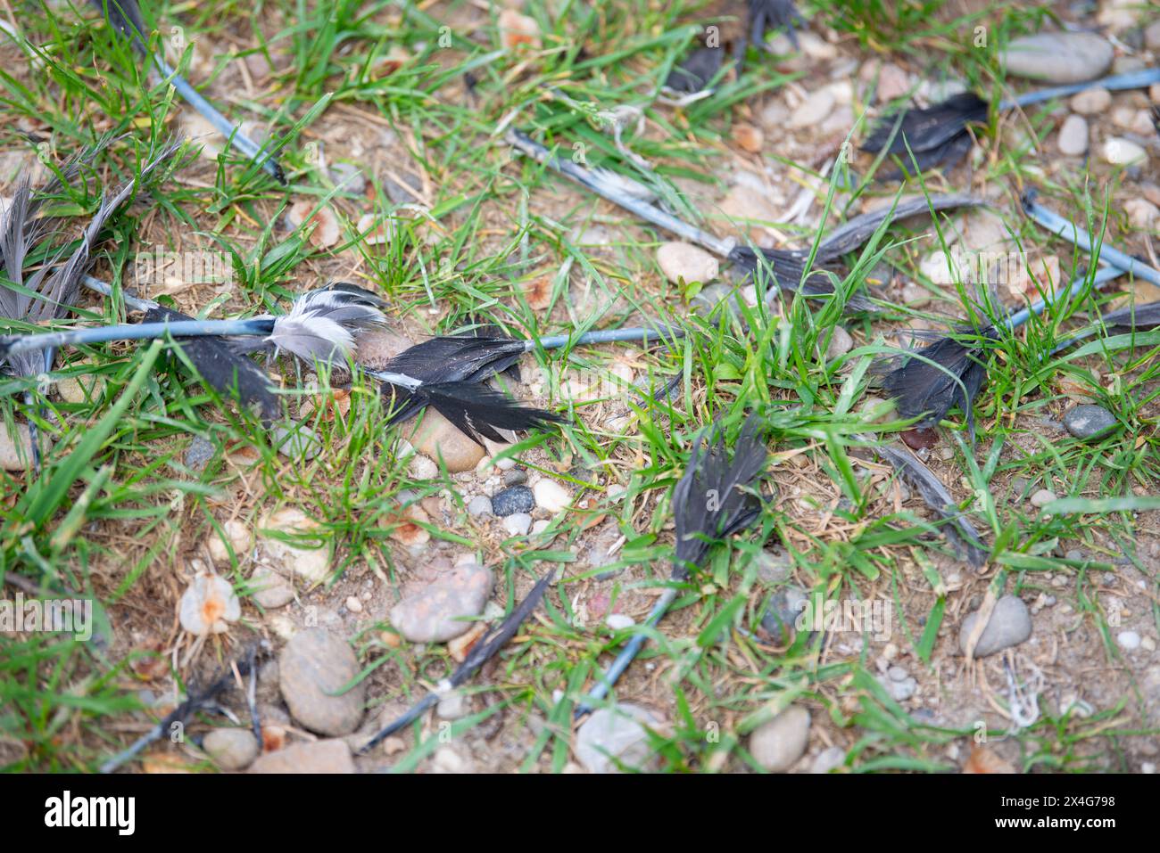 Killed by wolf hi-res stock photography and images - Alamy