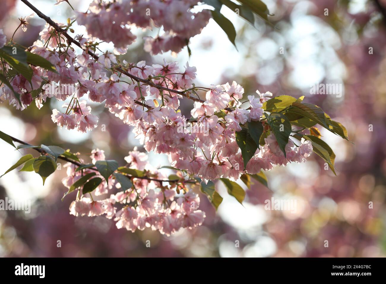 Spring blossom. Pink sakura in bloom Stock Photo - Alamy