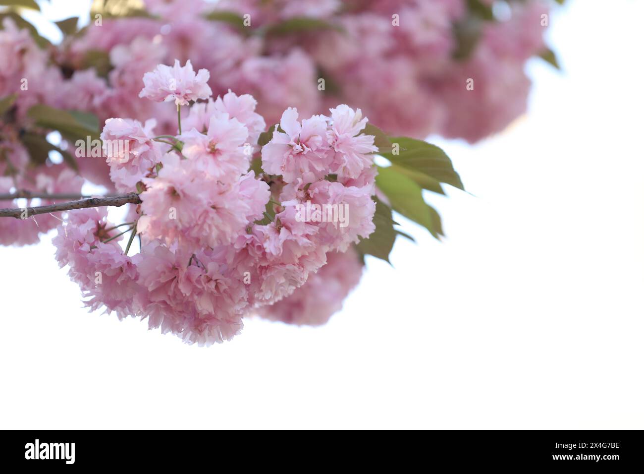 Spring blossom. Pink sakura in bloom Stock Photo - Alamy