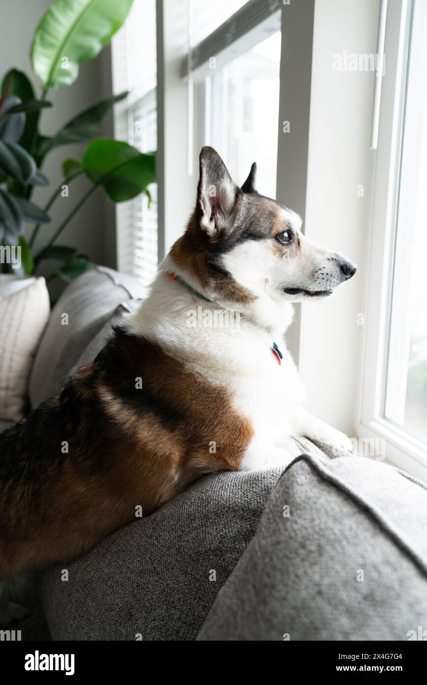 The Furry Home Security System Stock Photo - Alamy