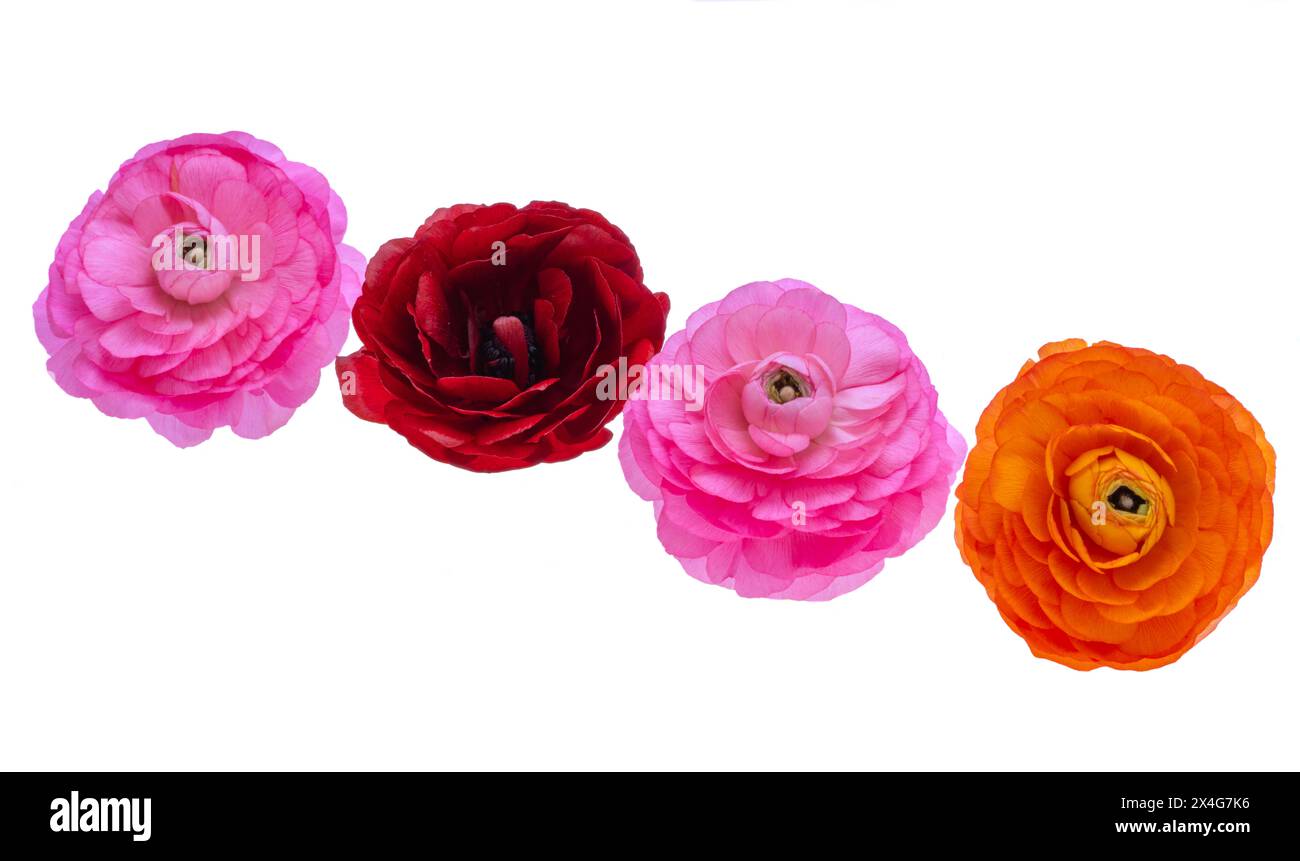 beautiful ranunculus flower isolated on white background Stock Photo ...