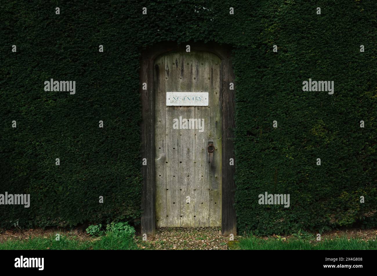 old wooden door in a tall green bush in a garden in England Stock Photo ...