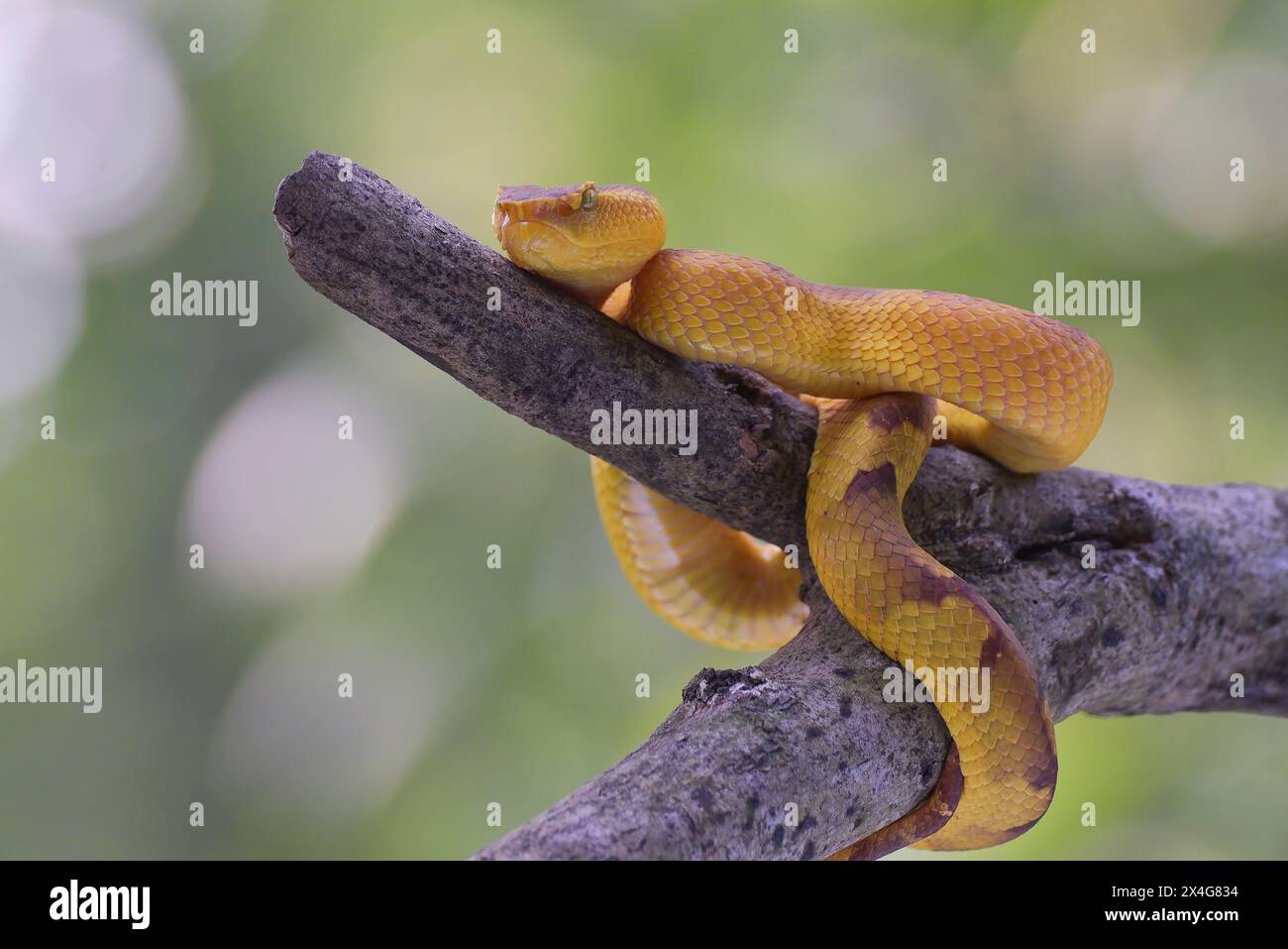 Mangrove pit viper on a tree branch Stock Photo - Alamy