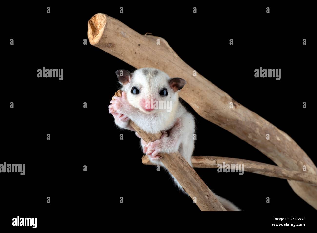 Baby sugar glider climbing on a tree branch Stock Photo - Alamy