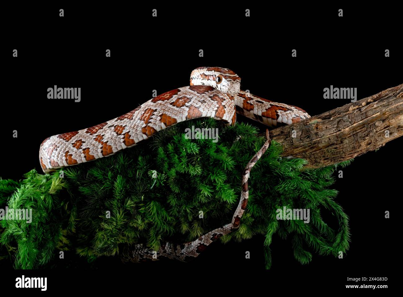 a corn snake slithered on a tree branch Stock Photo - Alamy