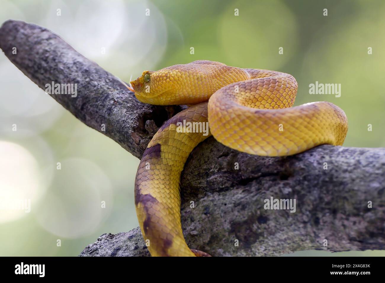 Rare blue pit viper hi-res stock photography and images - Alamy
