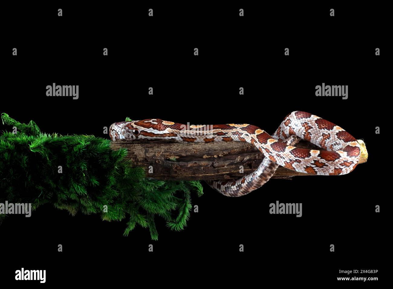 a corn snake slithered on a tree branch Stock Photo - Alamy
