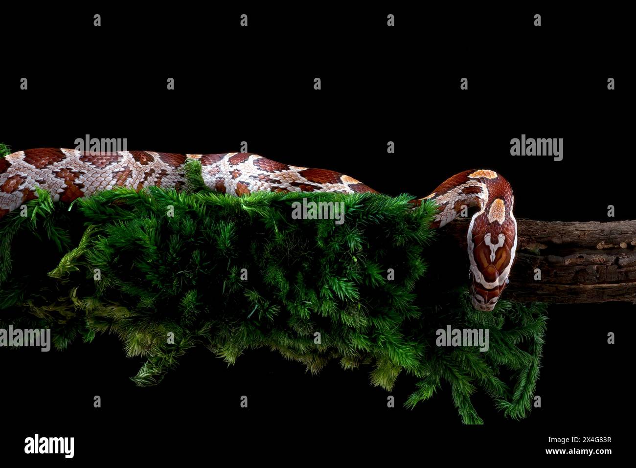 Corn snake zoo hi-res stock photography and images - Alamy