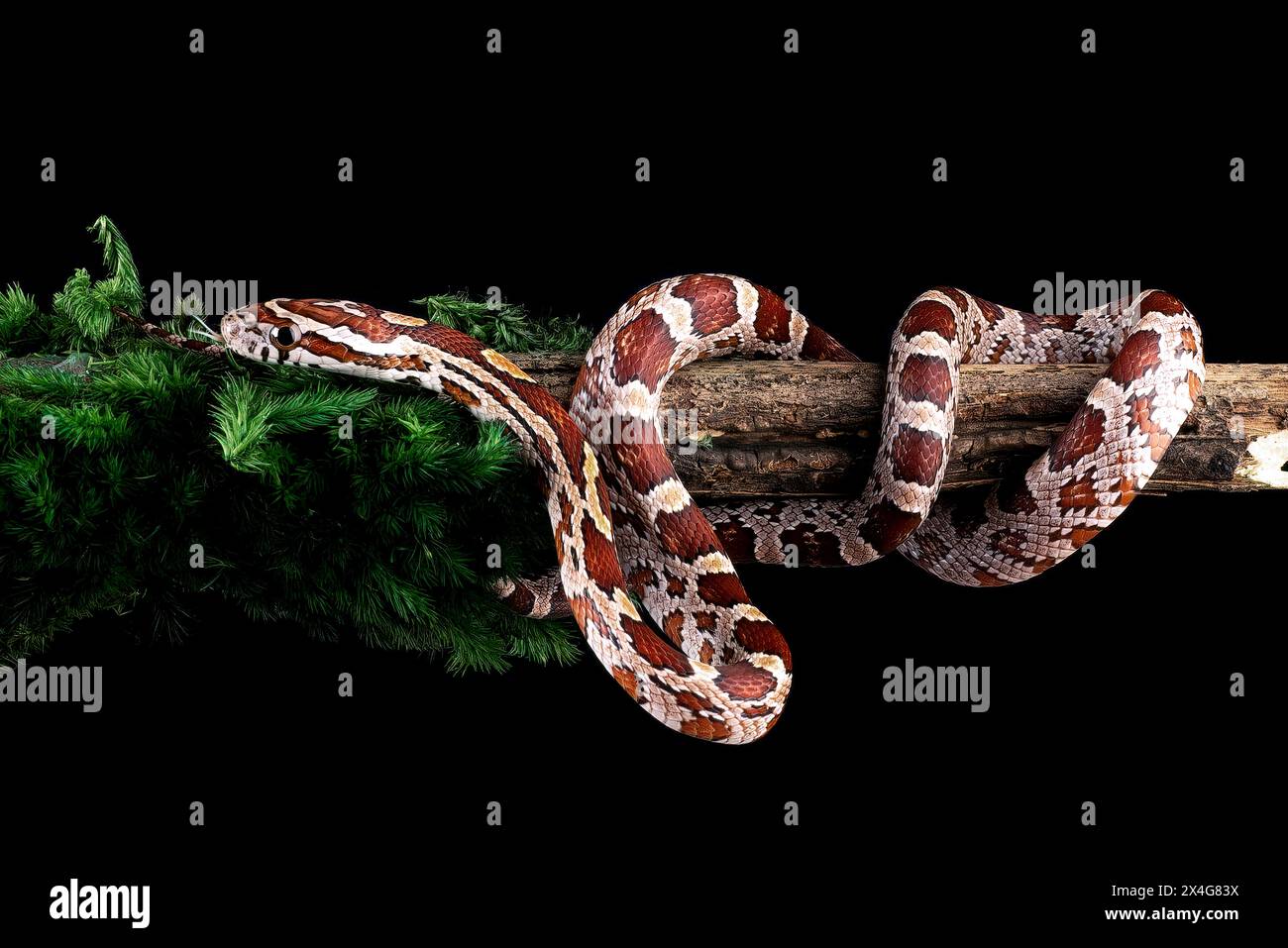 a corn snake slithered on a tree branch Stock Photo - Alamy
