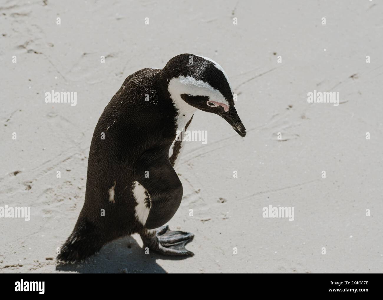 Playful penguin hi-res stock photography and images - Alamy