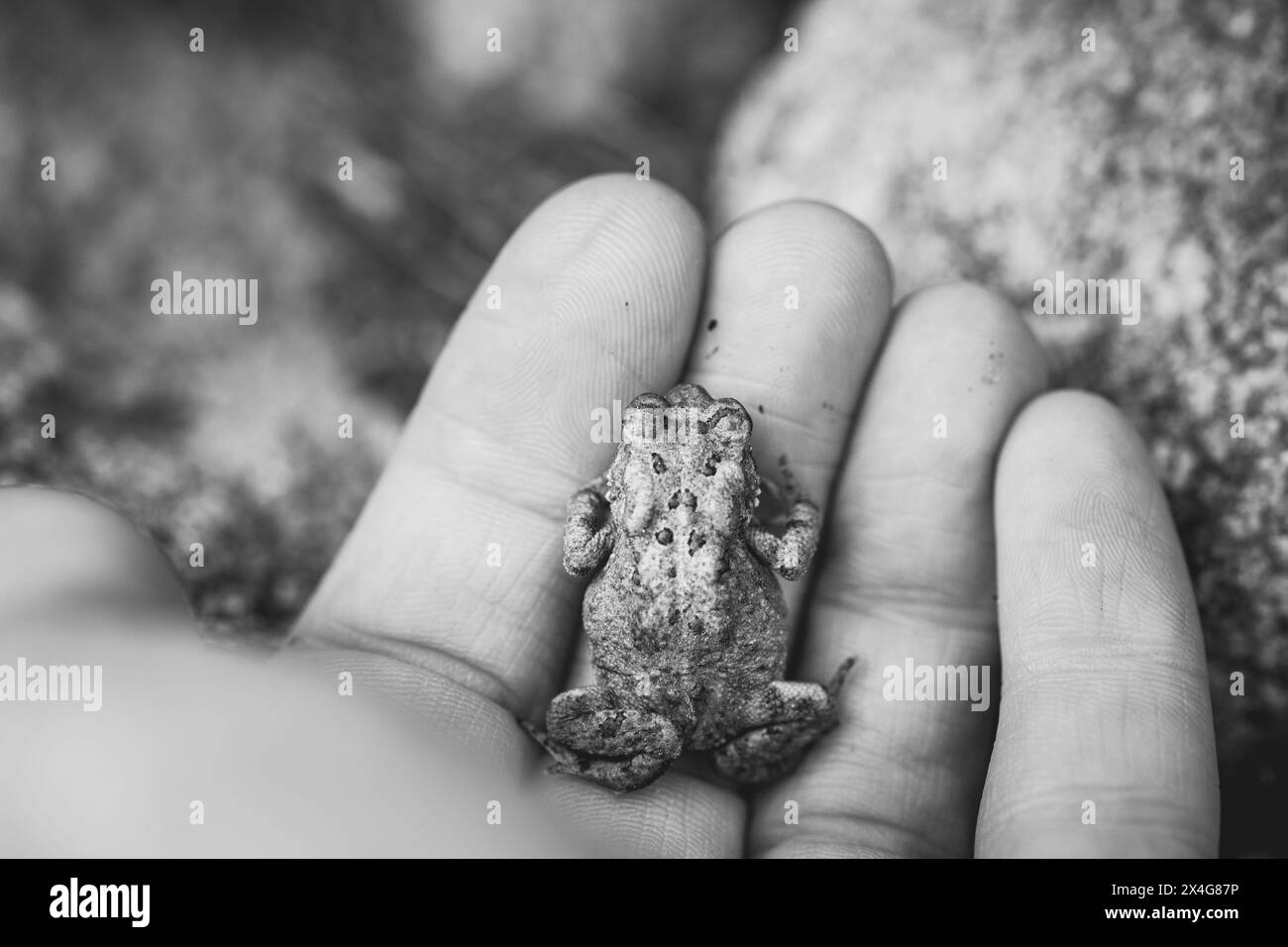 American Toad in a Human Hand as Viewed from Above Stock Photo - Alamy