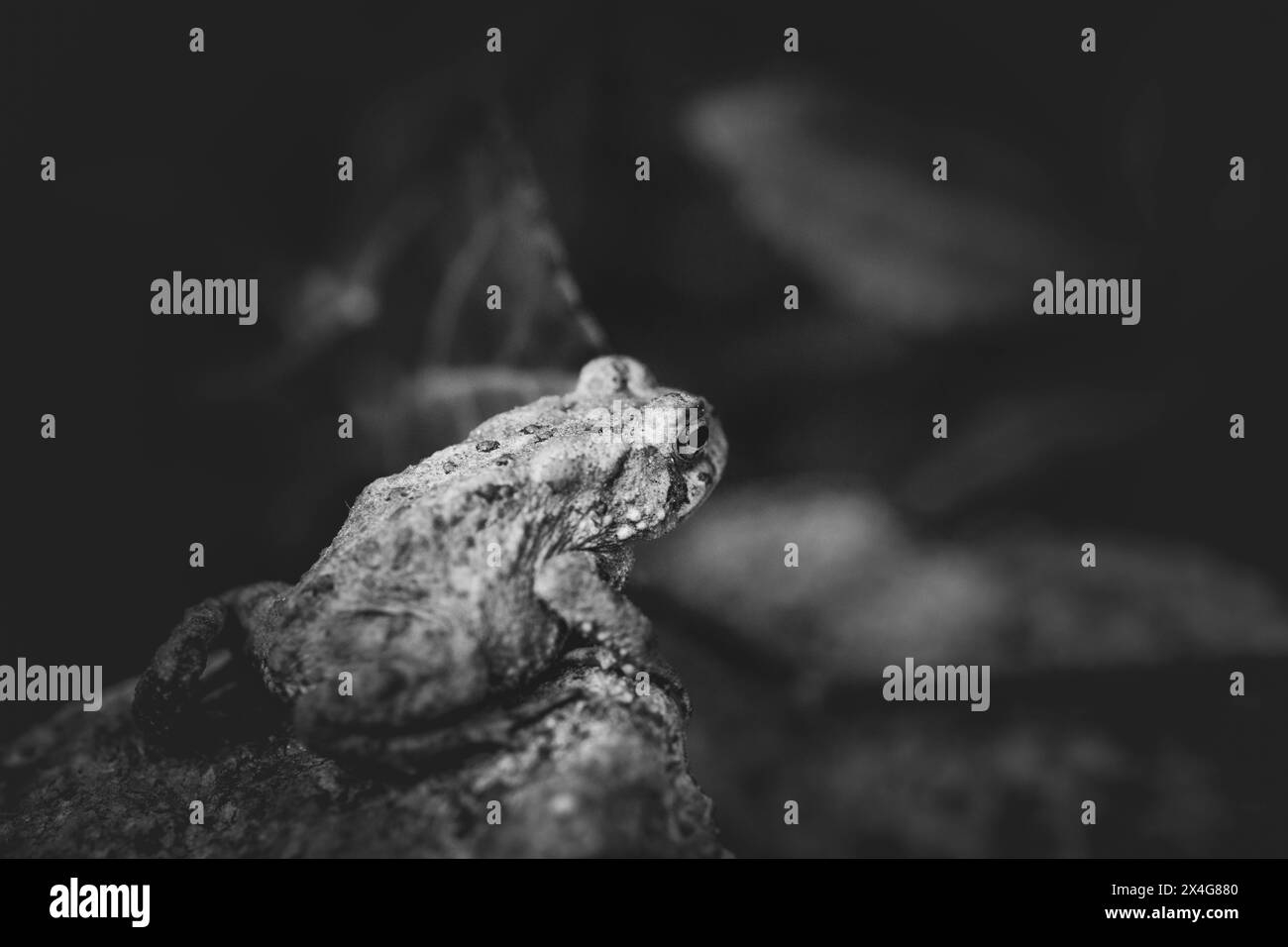 American Toad Looking Off Into the Distance Stock Photo - Alamy