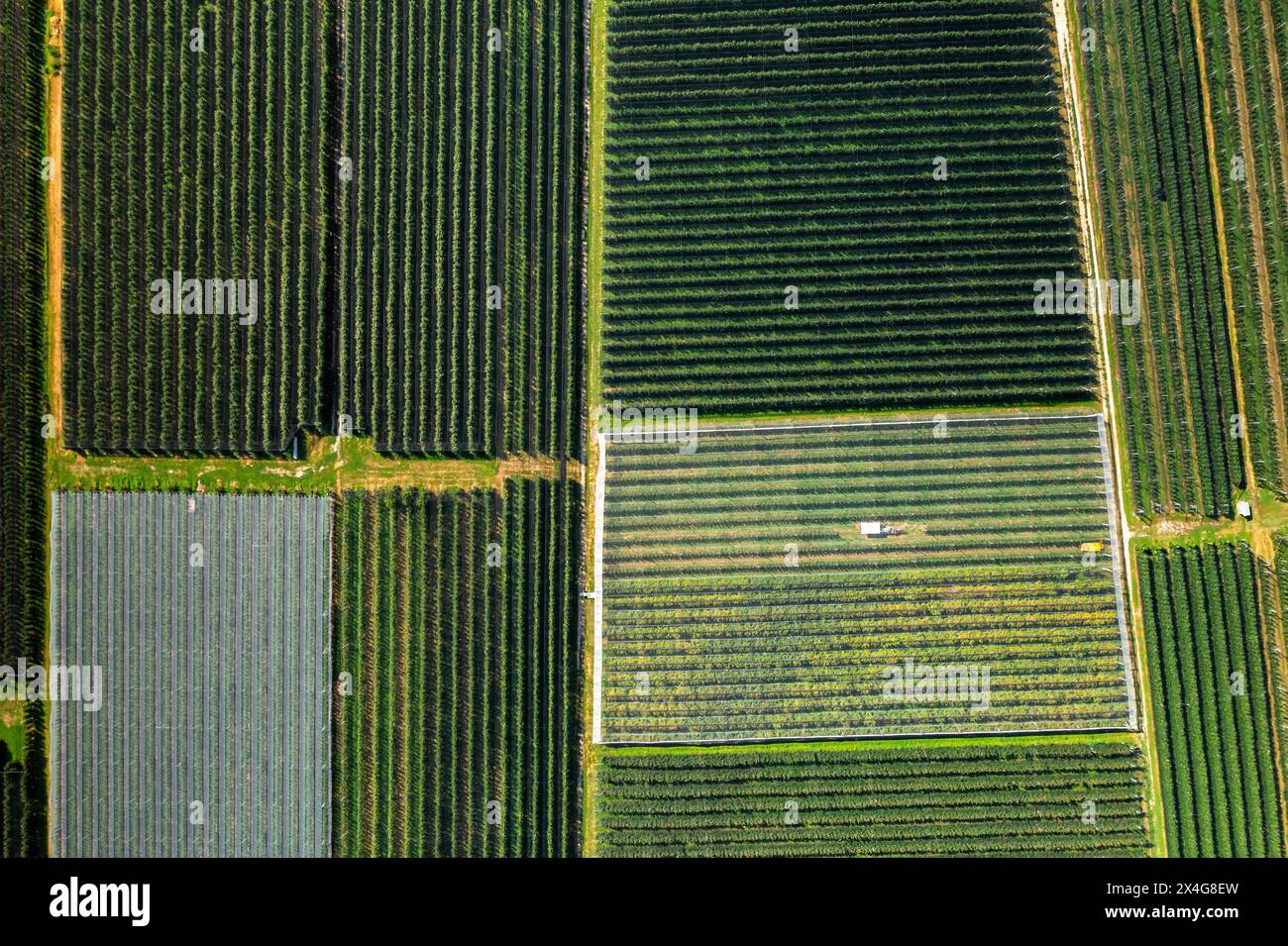 Drone aerial above view of pear trees landscape Stock Photo - Alamy