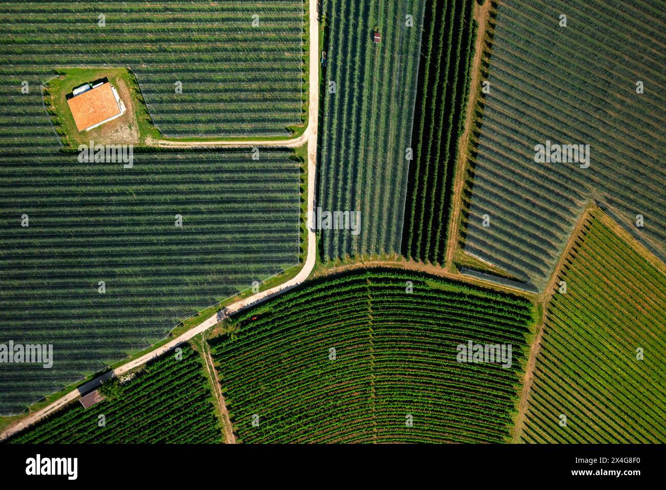 Drone aerial above view of pear trees landscape Stock Photo - Alamy