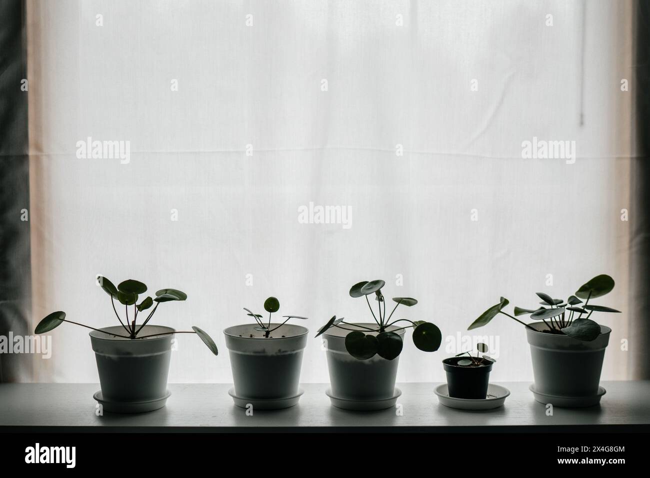 Pilea peperomioides propagation, young plants Stock Photo - Alamy