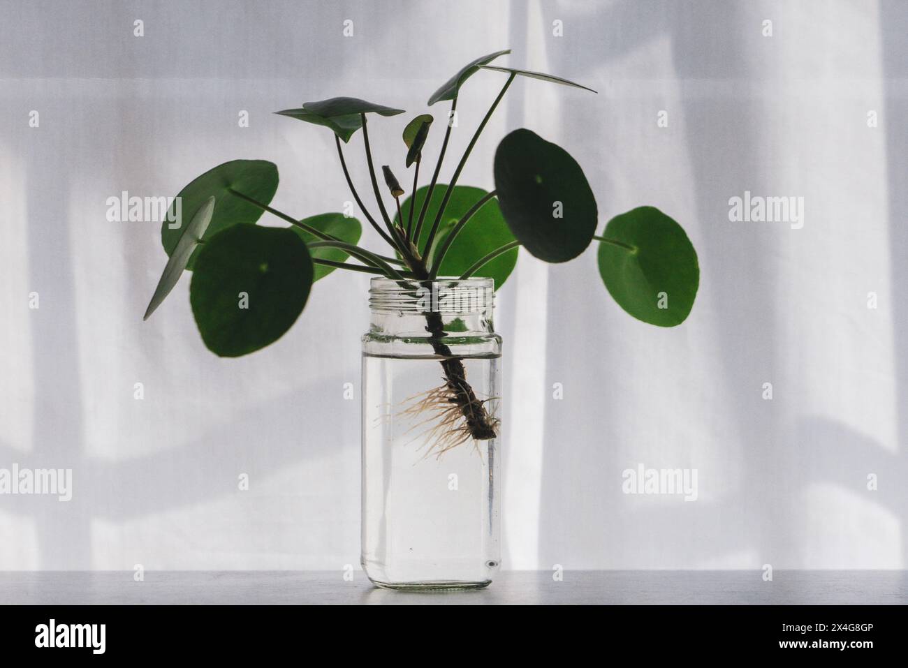 Pilea peperomioides rooting in water for propagation Stock Photo - Alamy
