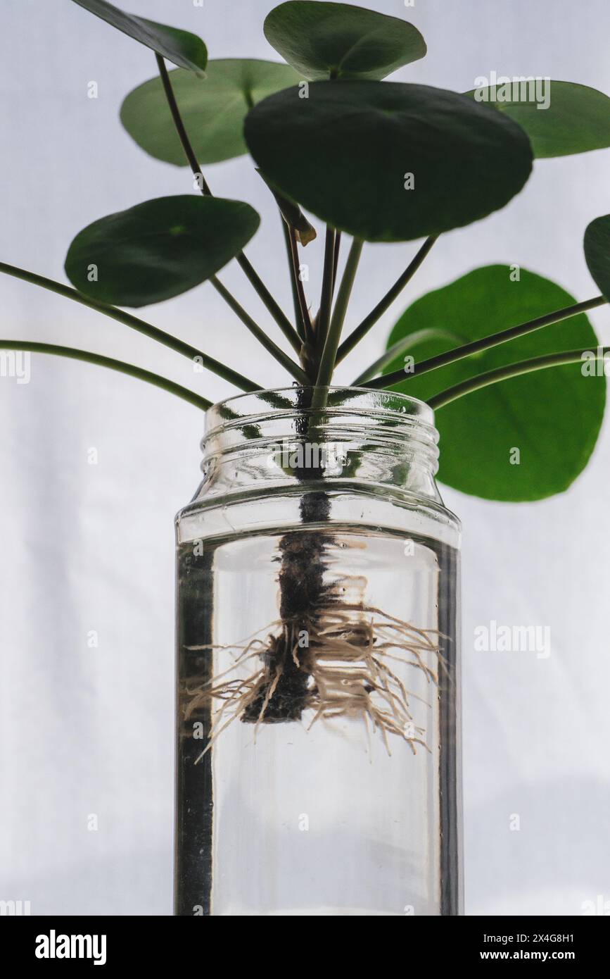 Pilea peperomioides rooting in water for propagation Stock Photo - Alamy