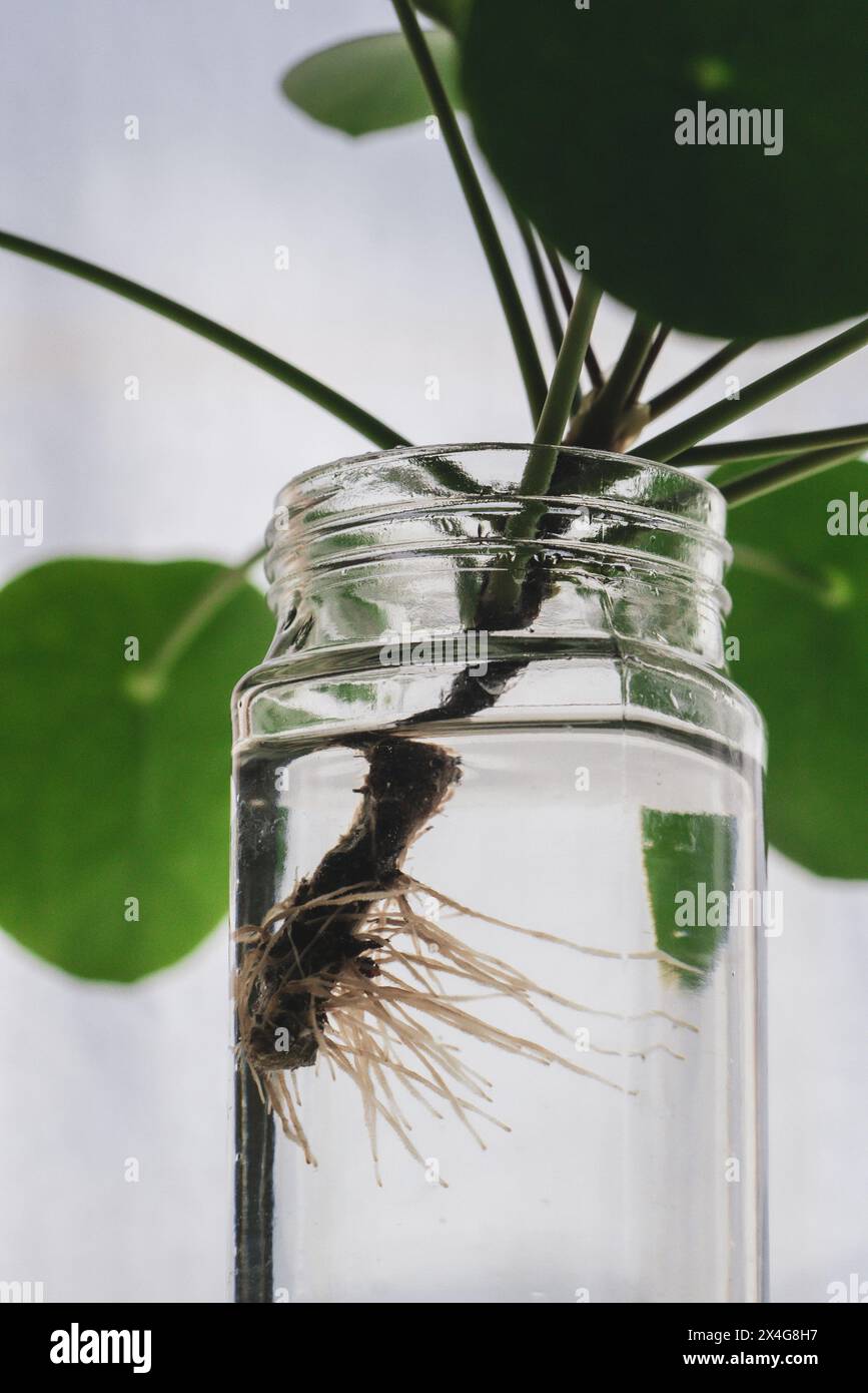 Pilea peperomioides rooting in water for propagation Stock Photo - Alamy