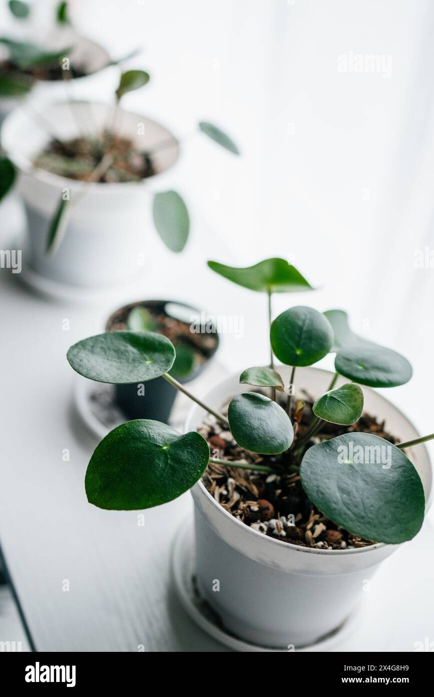 Pilea peperomioides propagation, young plant Stock Photo - Alamy