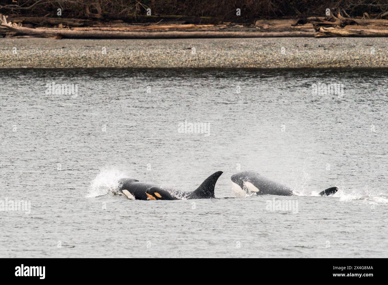 A killer whale pod surfaces with a newborn calf Stock Photo - Alamy