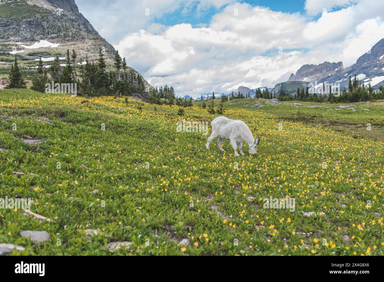 Alpine meadow ecosystem hi-res stock photography and images - Alamy