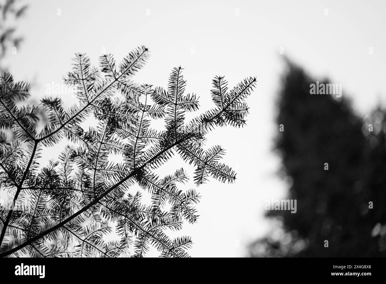 Monochrome Pine Silhouette - Nature's Art Stock Photo - Alamy