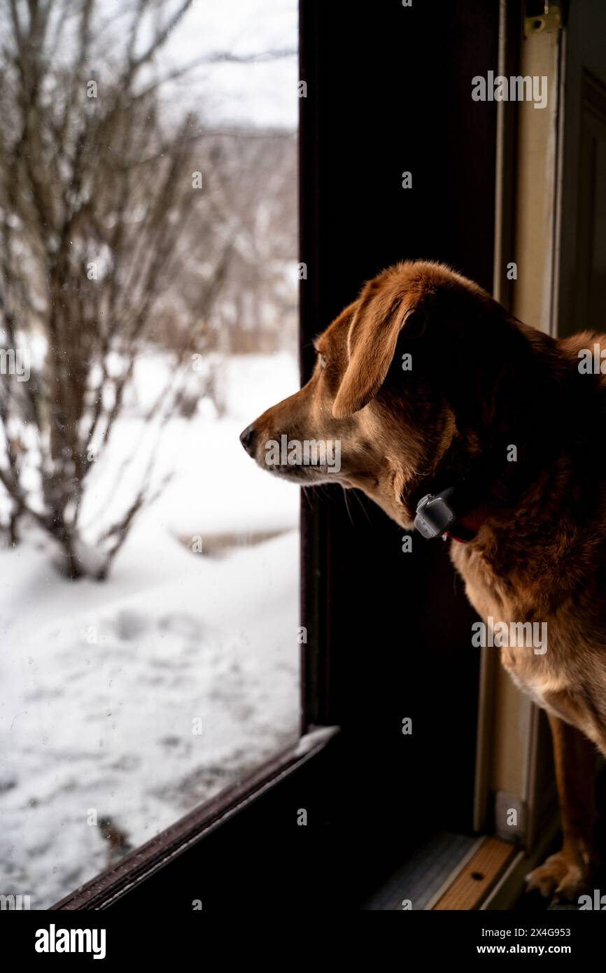 Dog looking out window snow vertical hi-res stock photography and ...