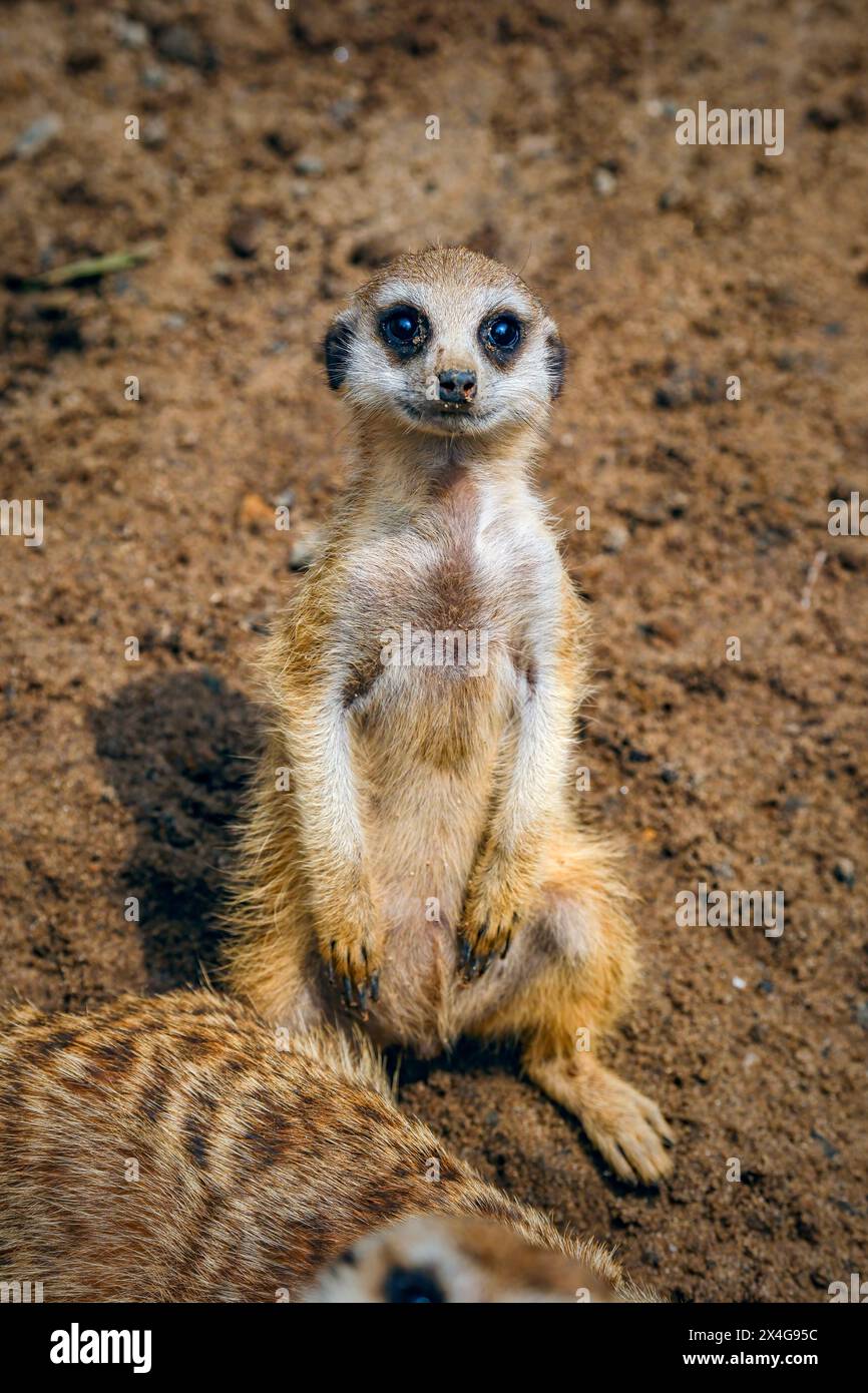 Cute little african ground hi-res stock photography and images - Alamy