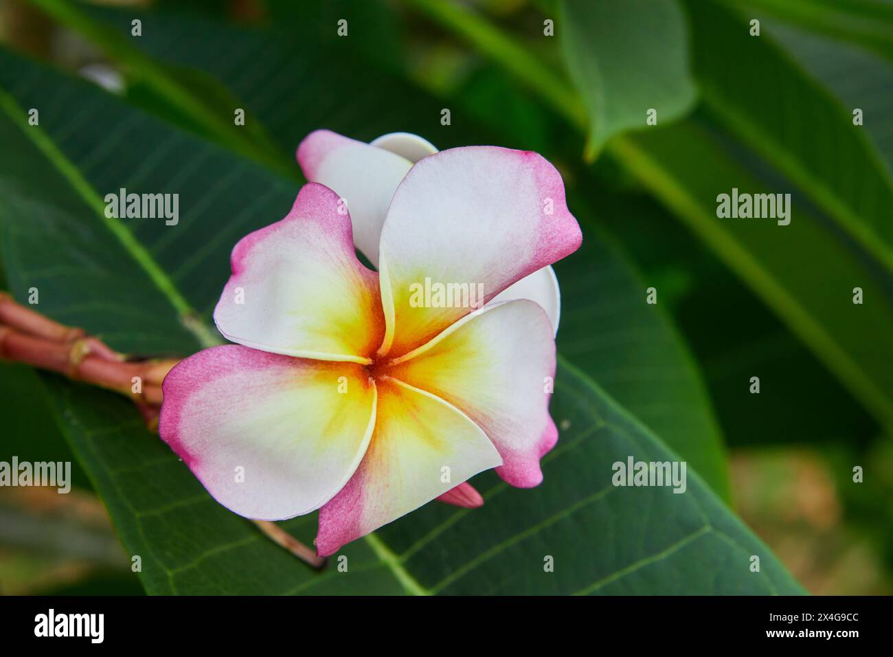 Close-up view of pink and white frangipani flower blooming on branch ...