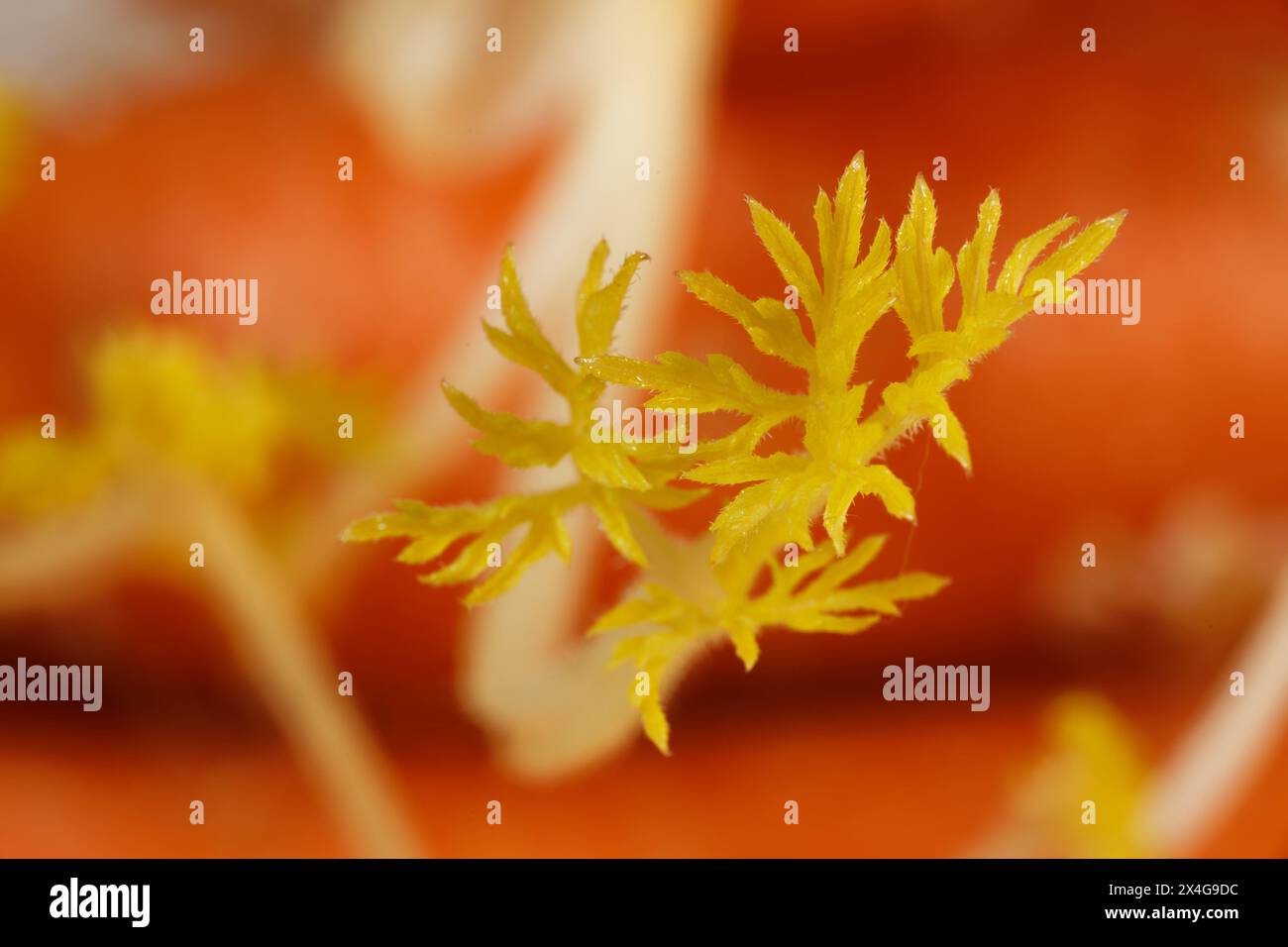 Daucus carota, whose common names include wild carrot, European wild ...