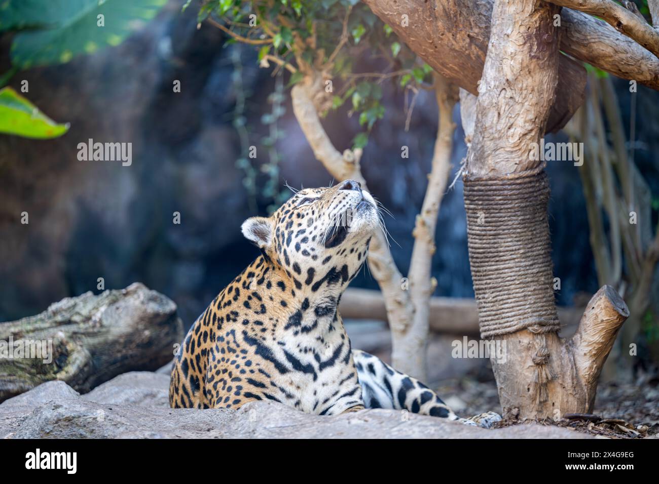Tiger crouching hi-res stock photography and images - Alamy