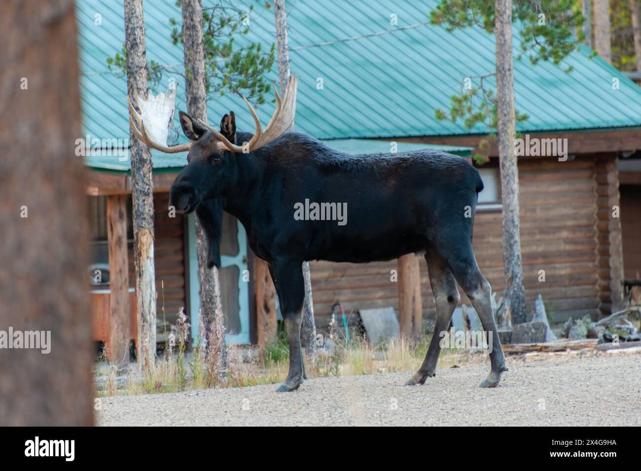 Majestic moose standing by a forest cabin Stock Photo - Alamy