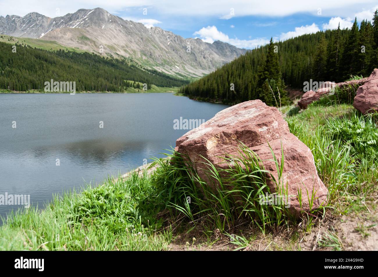 Pine forest backdrop hi-res stock photography and images - Alamy