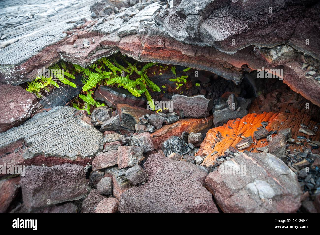 Lava rock ecosystem hi-res stock photography and images - Alamy